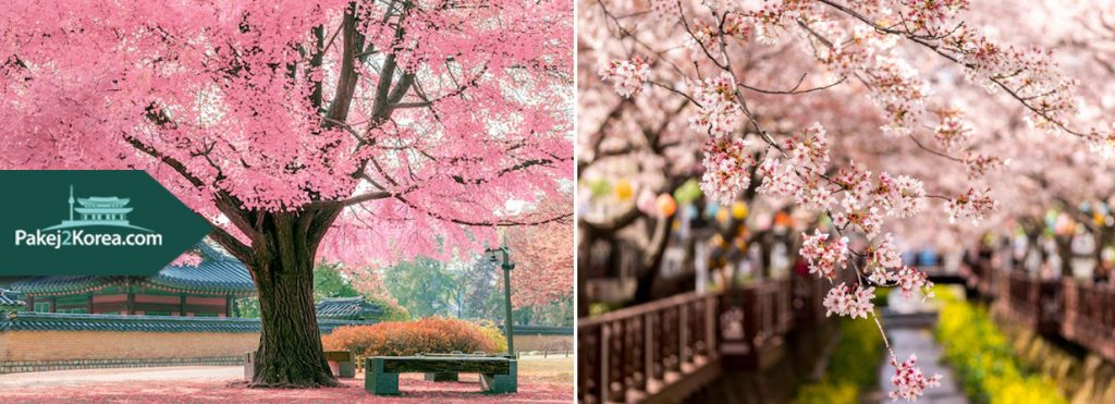 Pakej2Korea | 4 MUSIM DI KOREA SELATAN